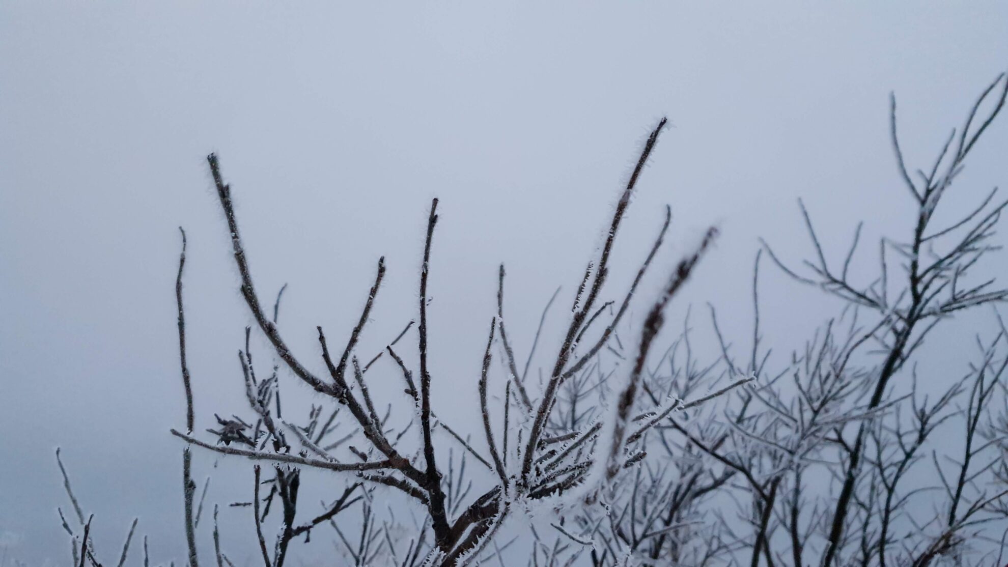 Frost – Aurora Labs Blog